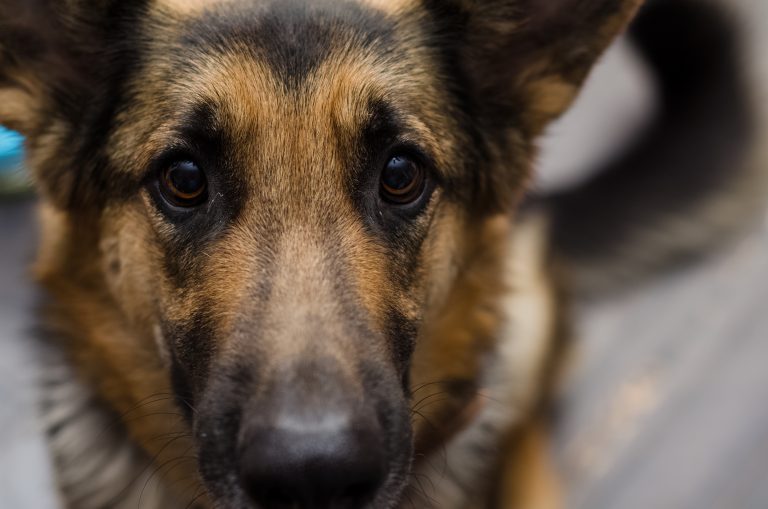 6 Most Common Reasons Why German Shepherds Scratch The Floor