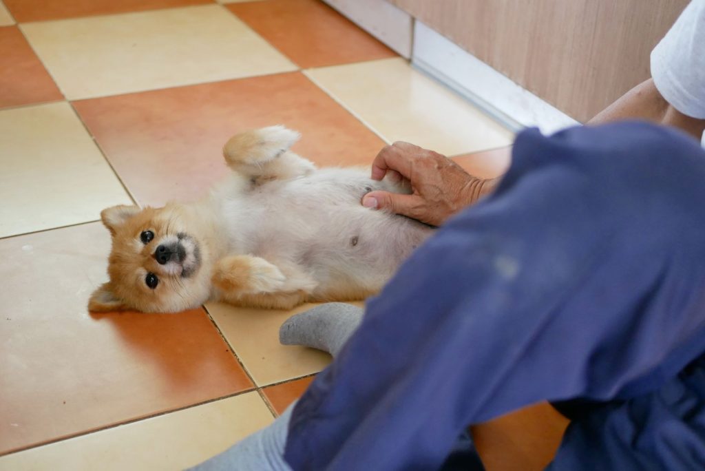 These Are 6 Telltale Signs Your Dog Really Trusts You