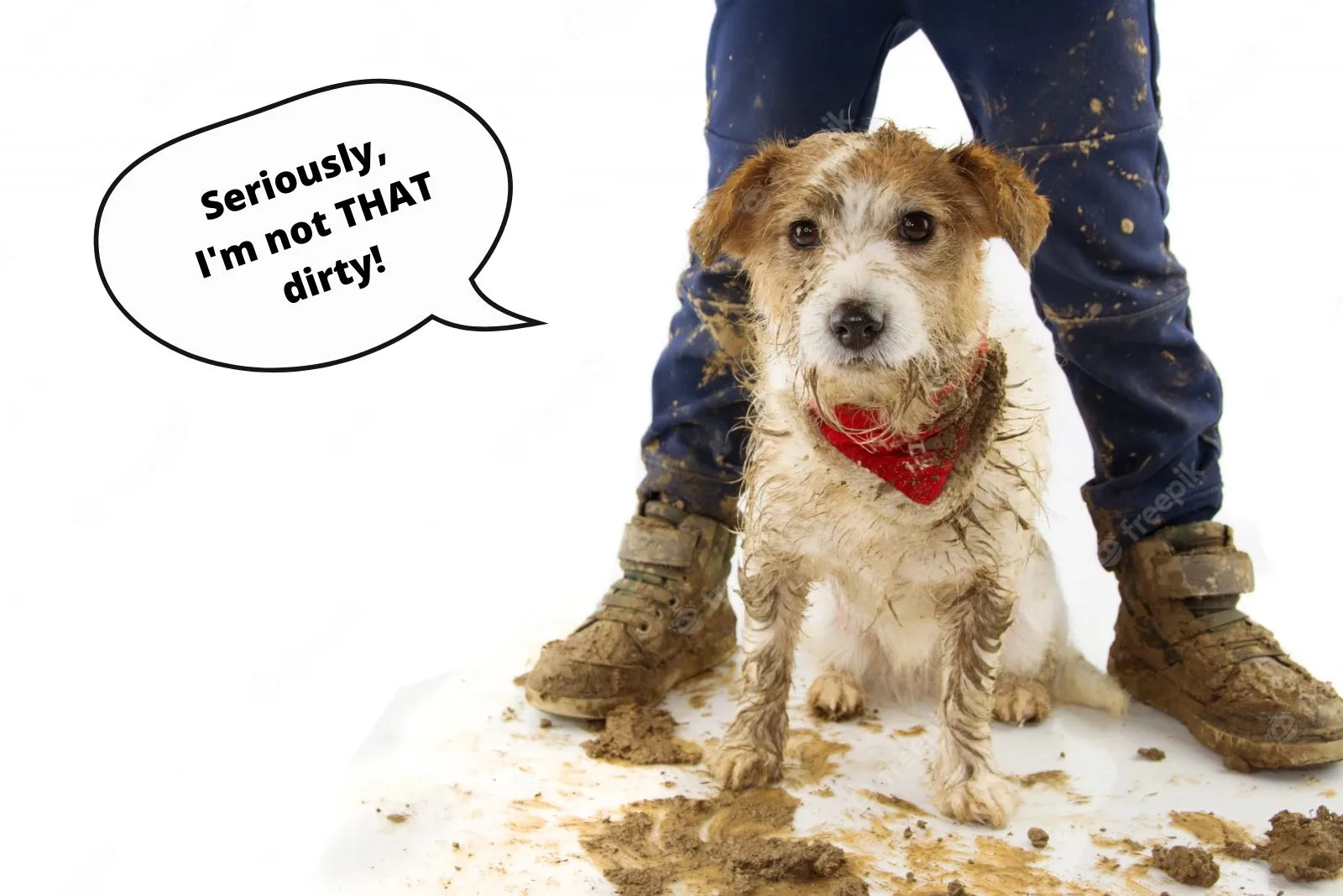 5 Obvious Reasons Why Dogs Scoot