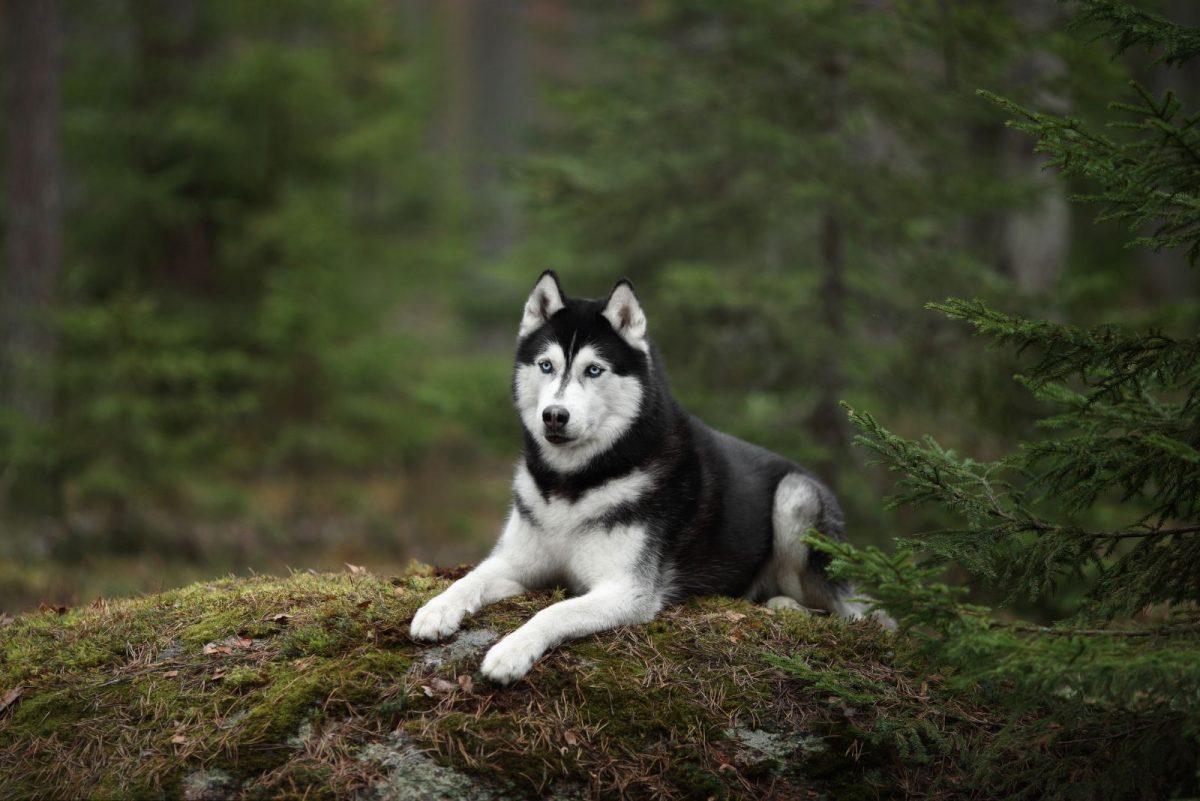6 Most Dramatic Dog Breeds