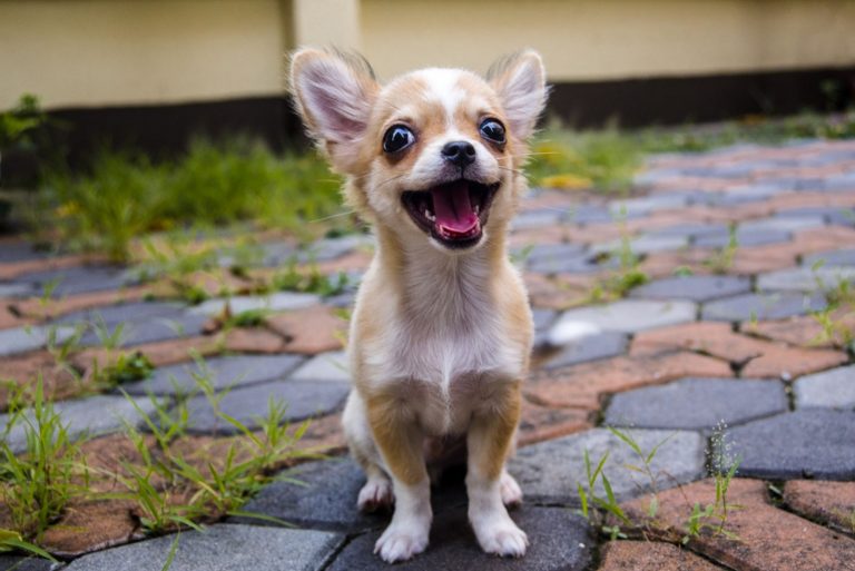 6 Most Dramatic Dog Breeds