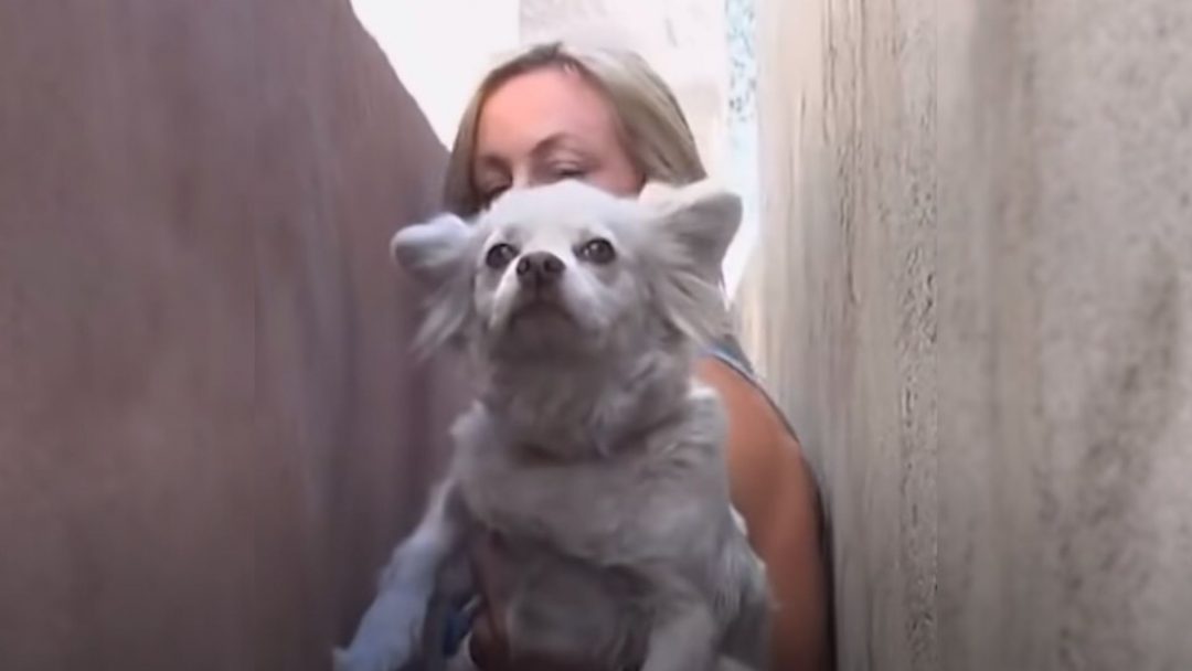Dog Who Was Carelessly Left Behind After Her Owners Moved Finally Finds ...