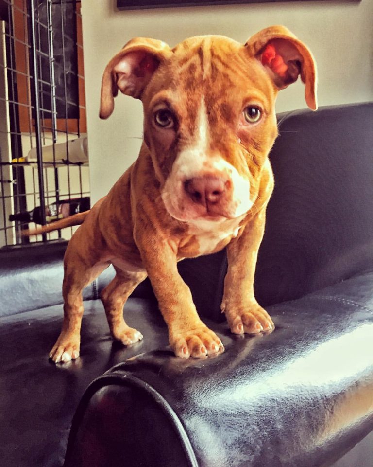 Washington Couple Opens Their Door To A Fragile Pit Bull And Watches ...