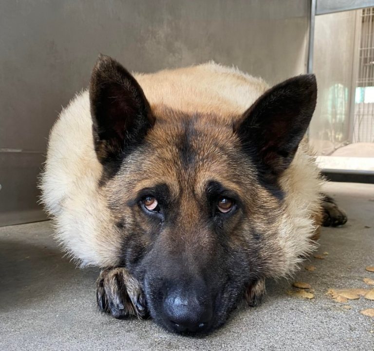 The Rescuers Were Shocked At How Desperately Overweight This Stray Dog Was