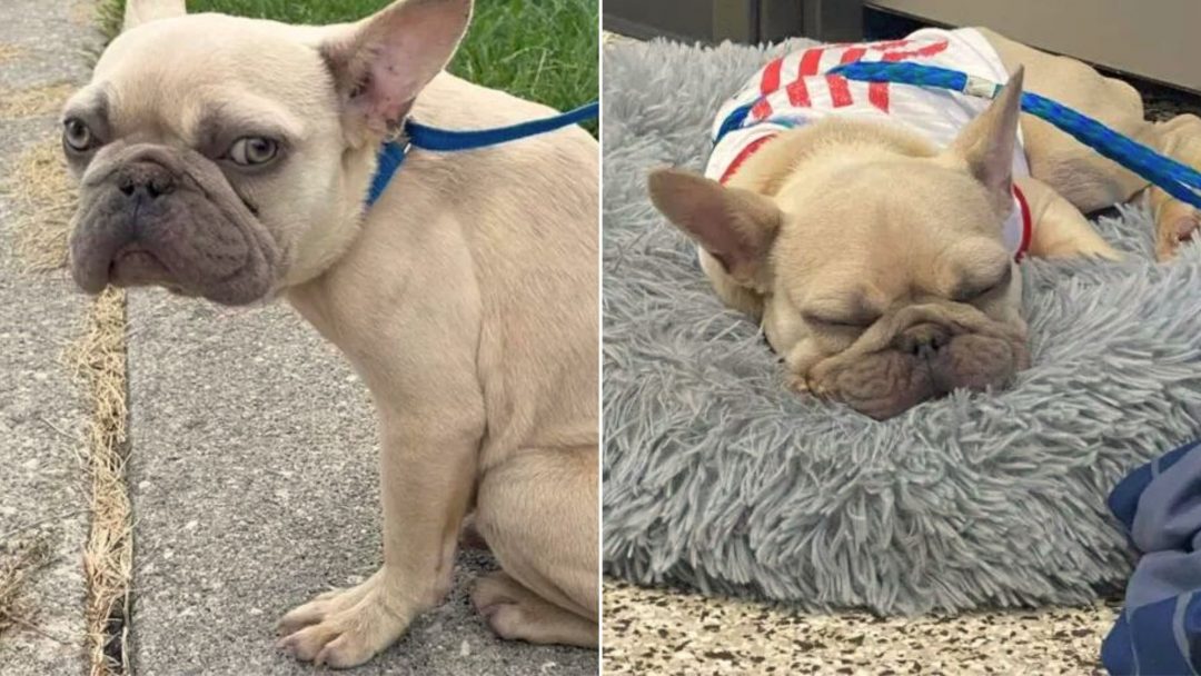 French Bulldog Found In A Dumpster Had To Be Rushed To The Hospital Due ...