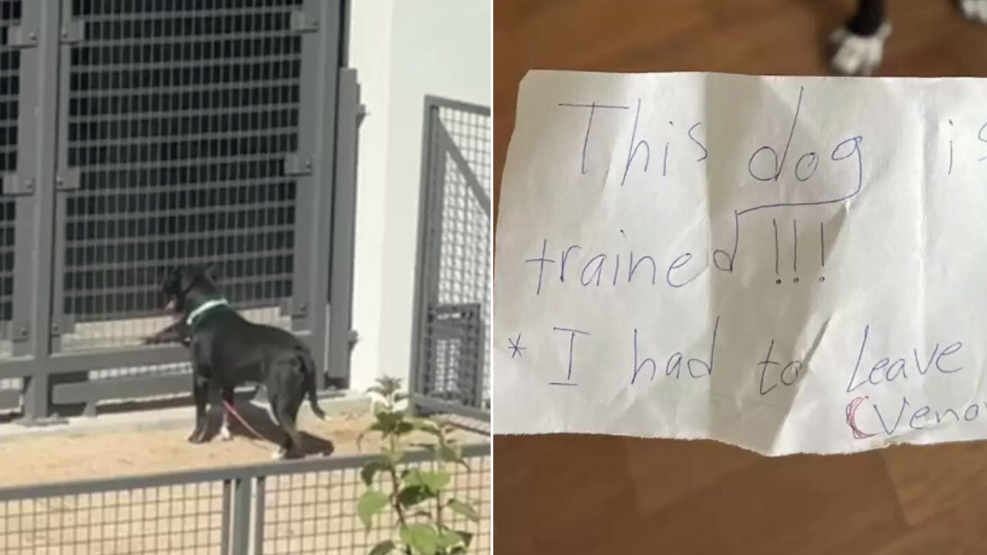 Woman Finds Dog Abandoned In Arizona Park Then Reads A Shocking Note