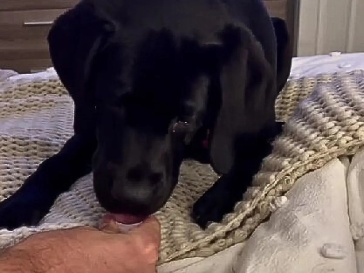 The Black Lab Wasn't Shy About Showing Her Hilarious Reaction After ...