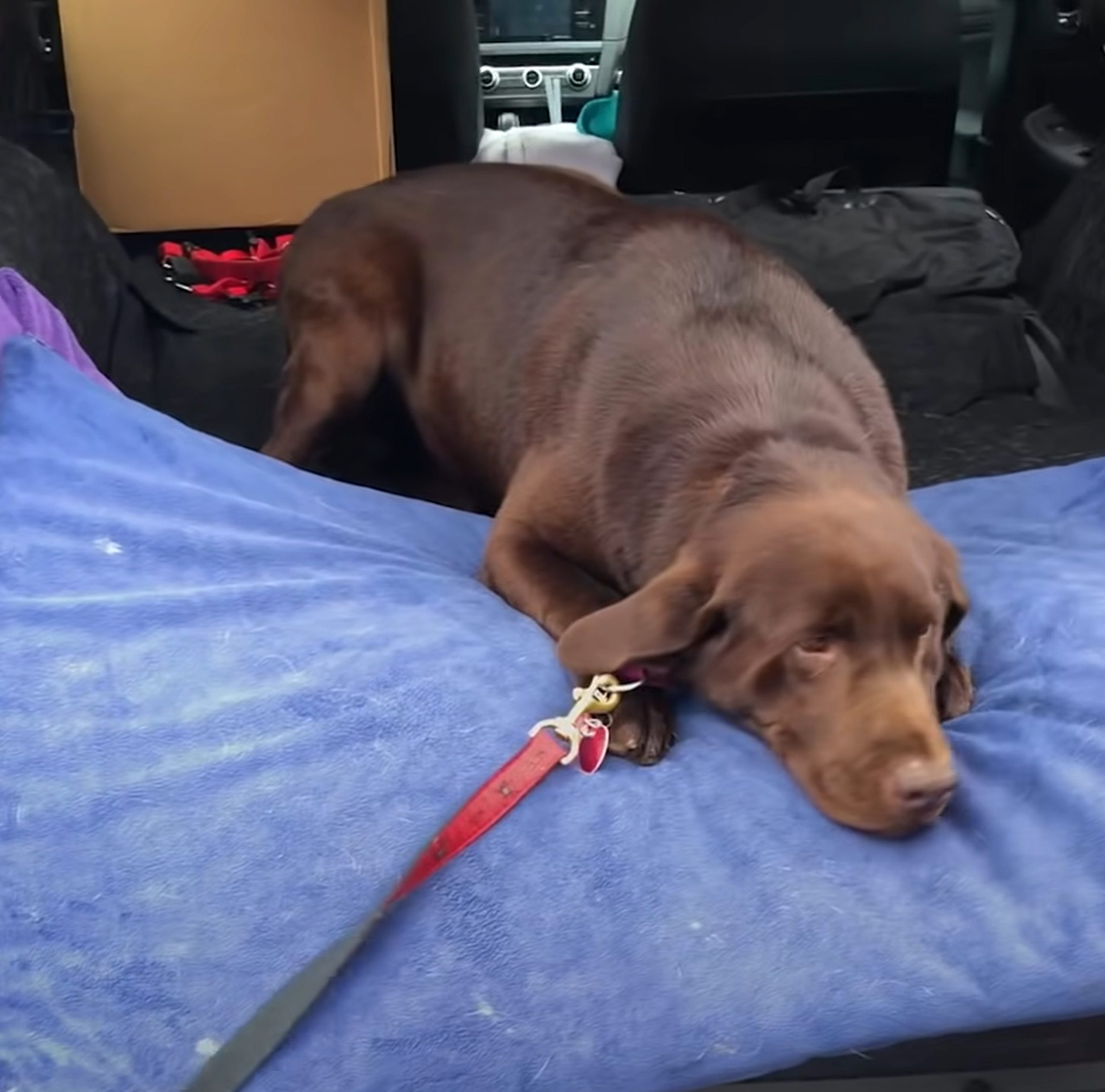 Traumatized Puppy Mill Dog Learns What It Feels To Be Loved For The ...