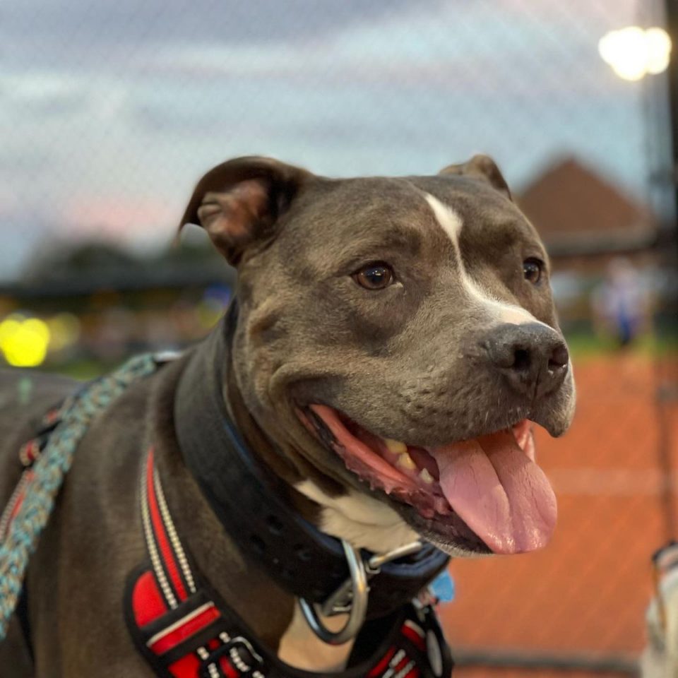 Adorable Pittie Loves Singing His Favorite Song Every Chance He Gets