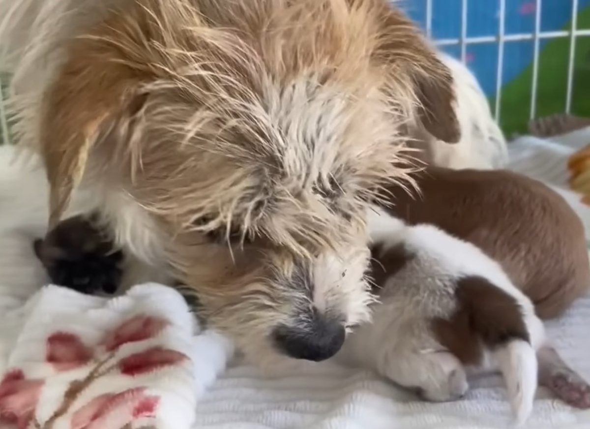 Desperate Mama Dog Leaves Rescuers In Total Shock As She Carries Her ...