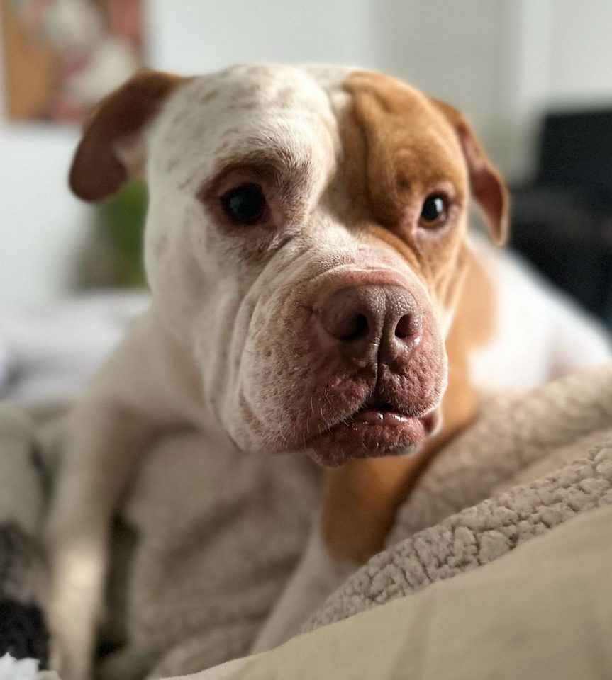 Seconds From Euthanasia, Beasley, The Rescue Dog Finds A Loving Home