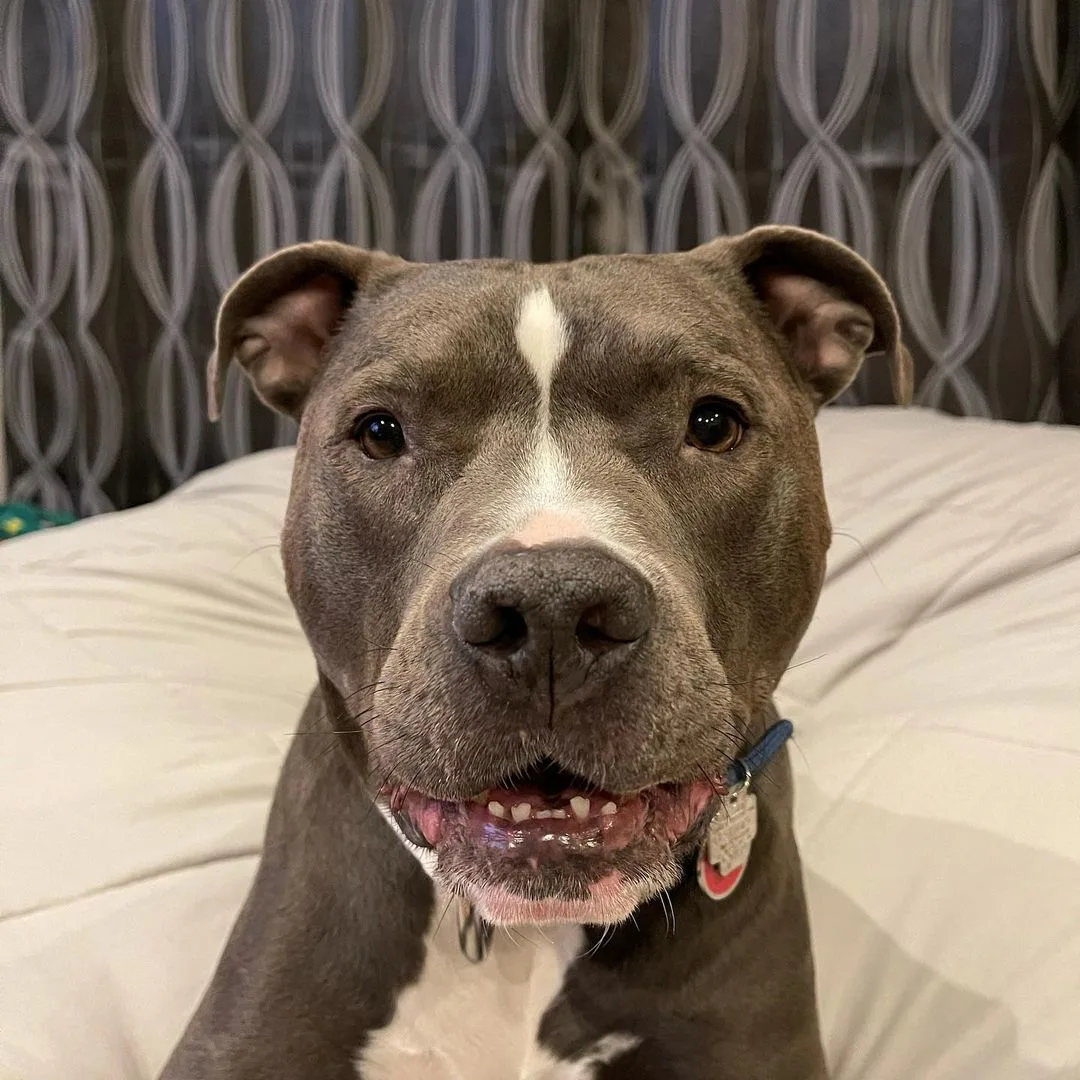 Adorable Pittie Loves Singing His Favorite Song Every Chance He Gets
