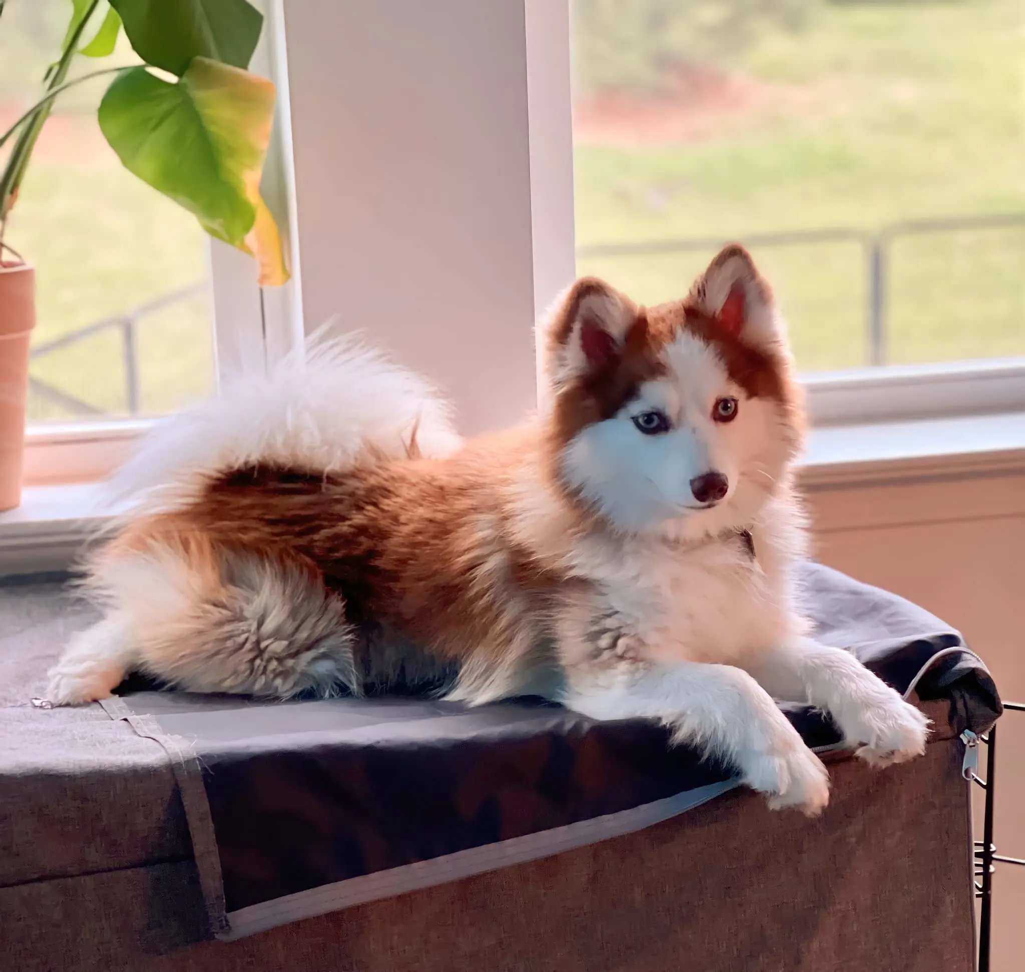 Cute Little Pomsky Proudly Shows Mommy How To Spill Water From A Bowl ...