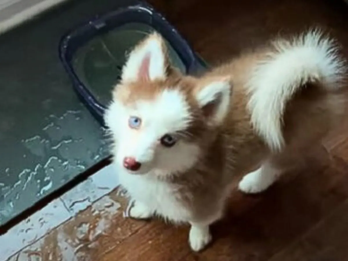 Cute Little Pomsky Proudly Shows Mommy How To Spill Water From A Bowl ...