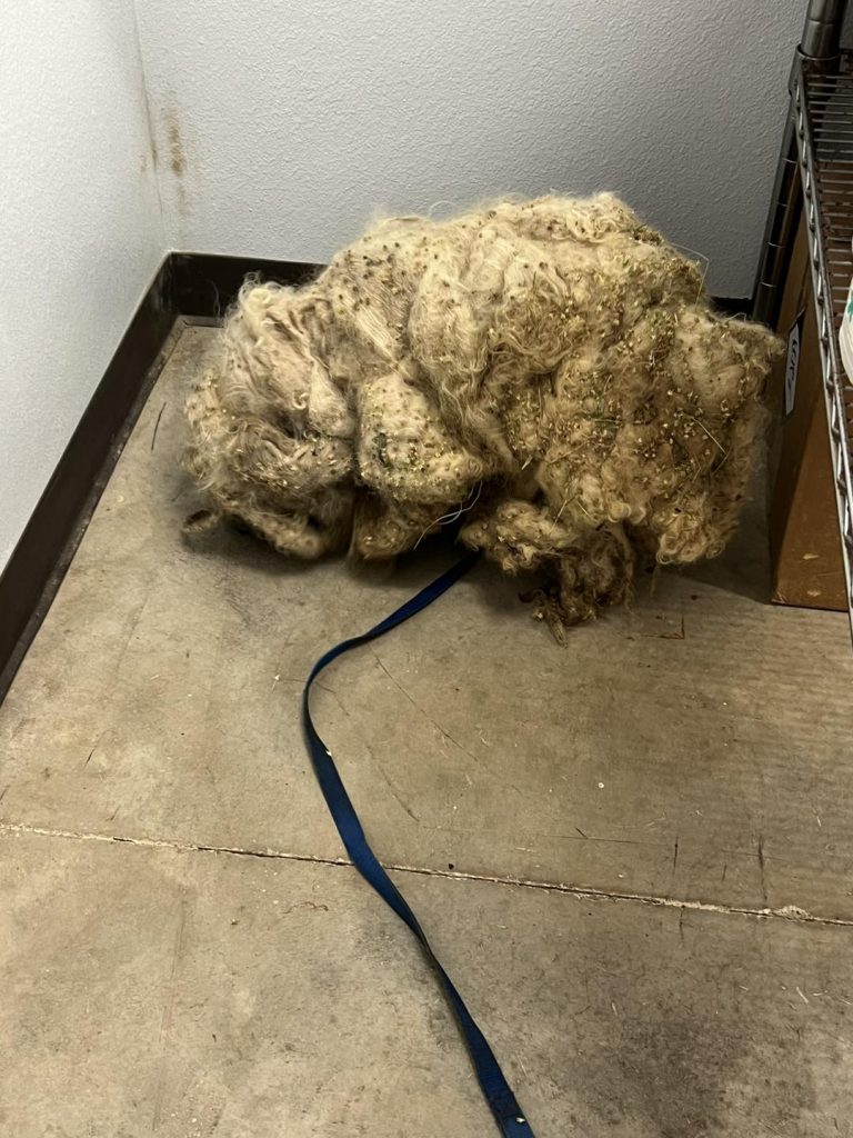 The Internet In Shock After This Matted Pup's Incredible Transformation ...