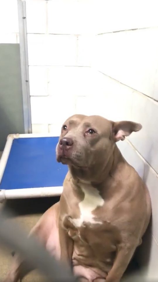 Pittie Mom Can't Stop Crying For Her Puppies After Being Abandoned At ...
