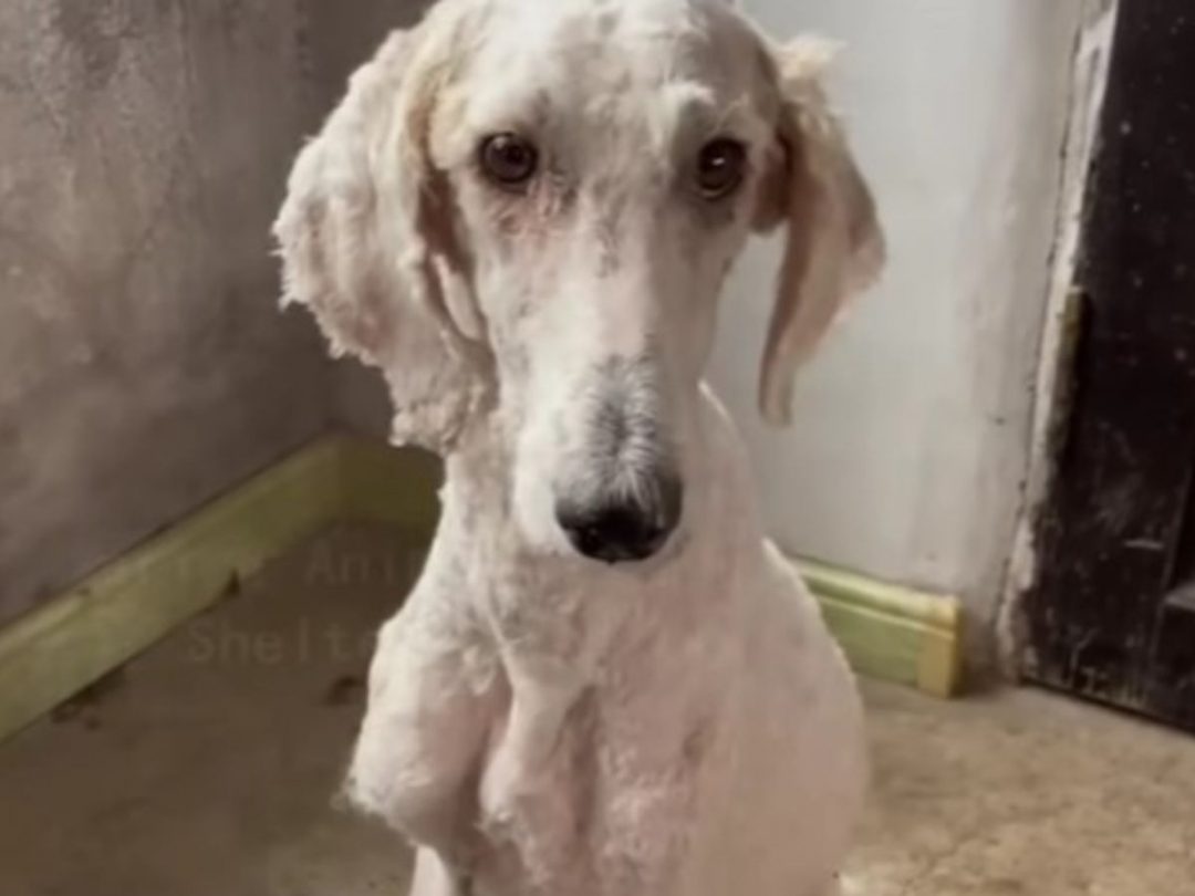Poodle Was Too Scared To Trust Humans But Then She Met People Who ...