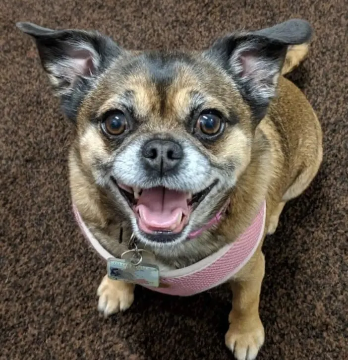 Cat Mom Adopts This Adorable Chihuahua-Pug Mix And Falls In Love With Dogs