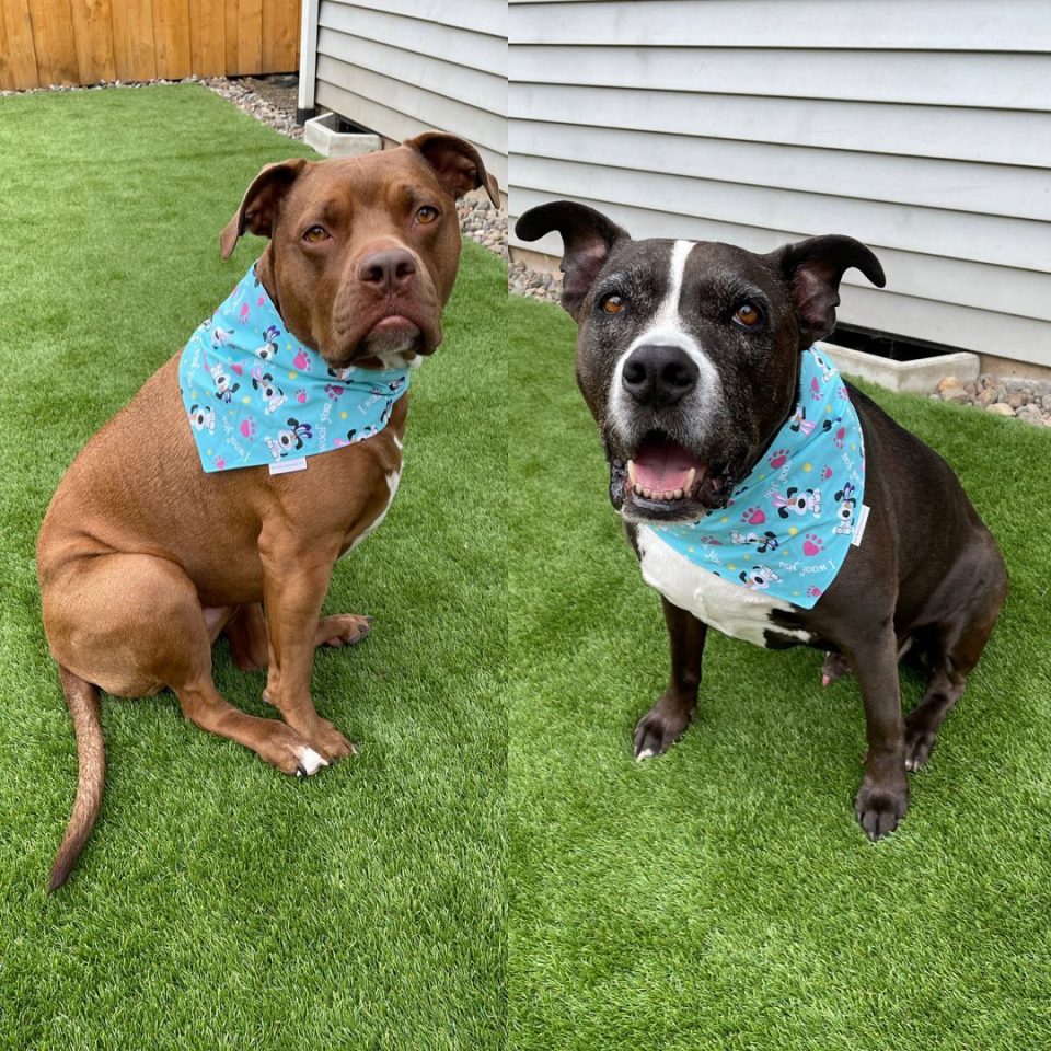Rescue Pittie Enjoys Her New Life In A Beautiful Home In Oregon