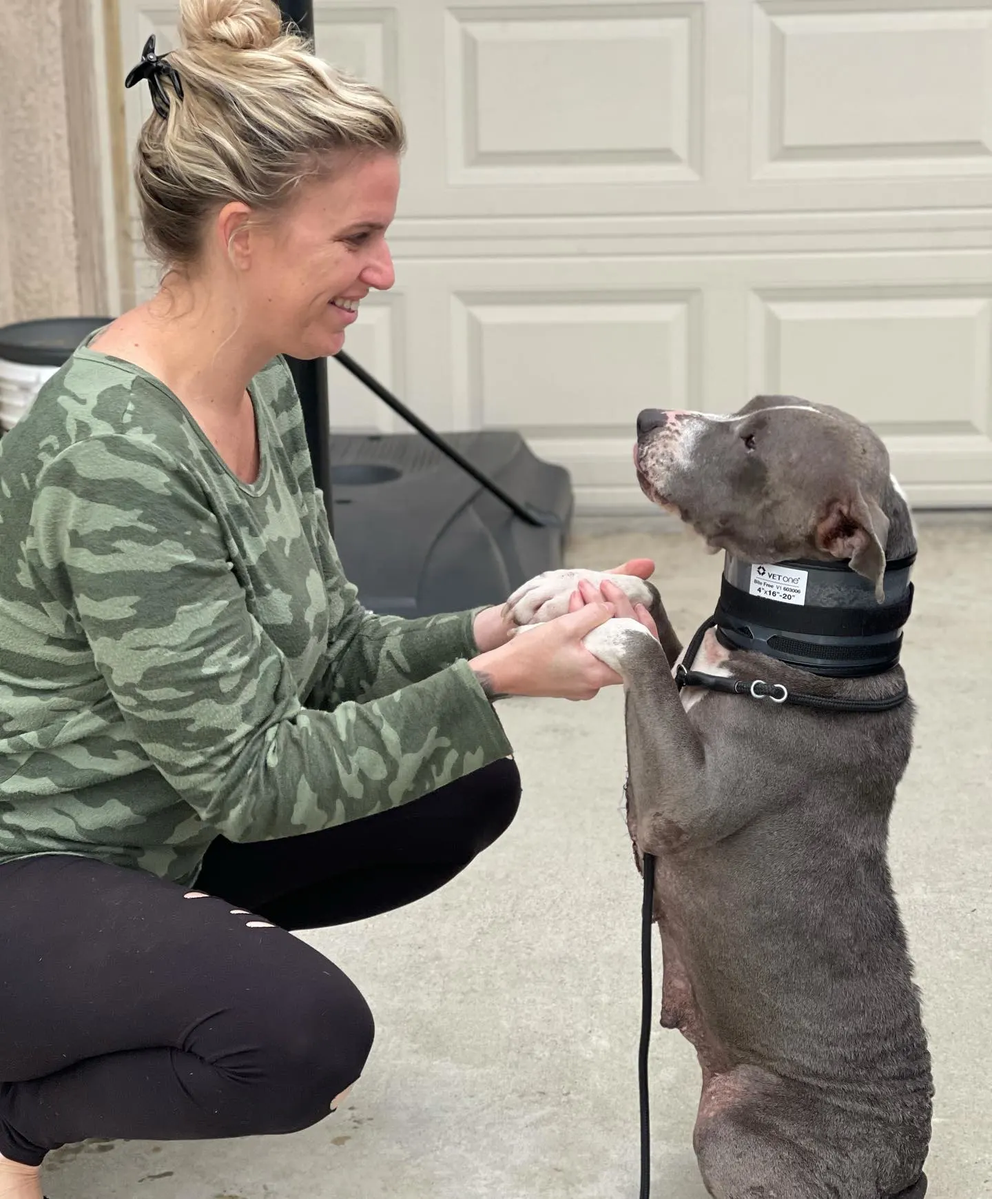 Couple Adopted A Senior Pitbull And Soon Learned About The Secret She ...