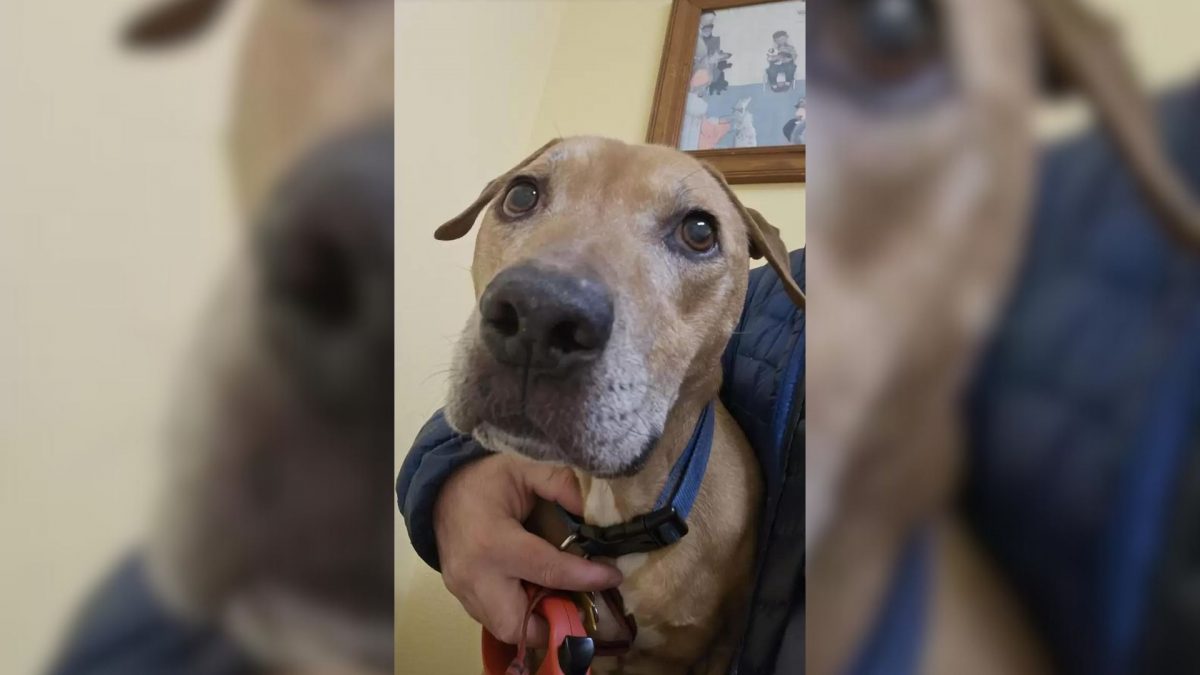 A Traumatized Rescue Dog Learns To Use His Beautiful Voice Again After ...