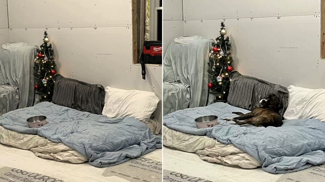 This Dog Uses A Hilarious Method To Communicate With Her Family