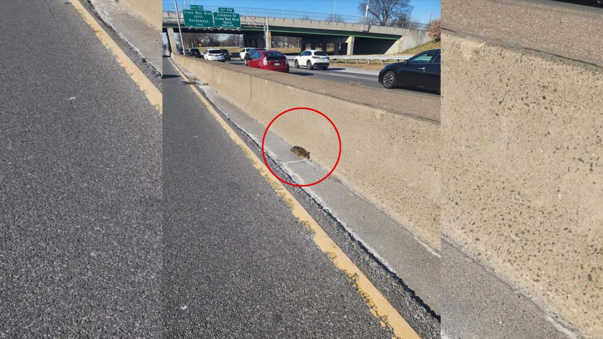 Man Was Shocked When He Realized What A Little Fluffy Ball On The Road ...