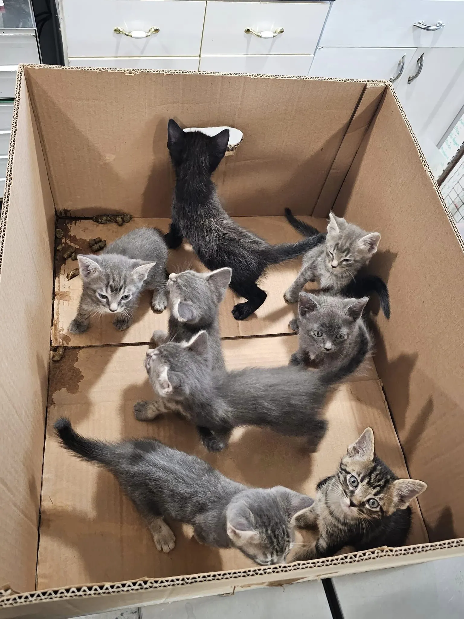 Shelter Staff Shocked To Find A Cardboard Box With Tiny Surprises Left ...