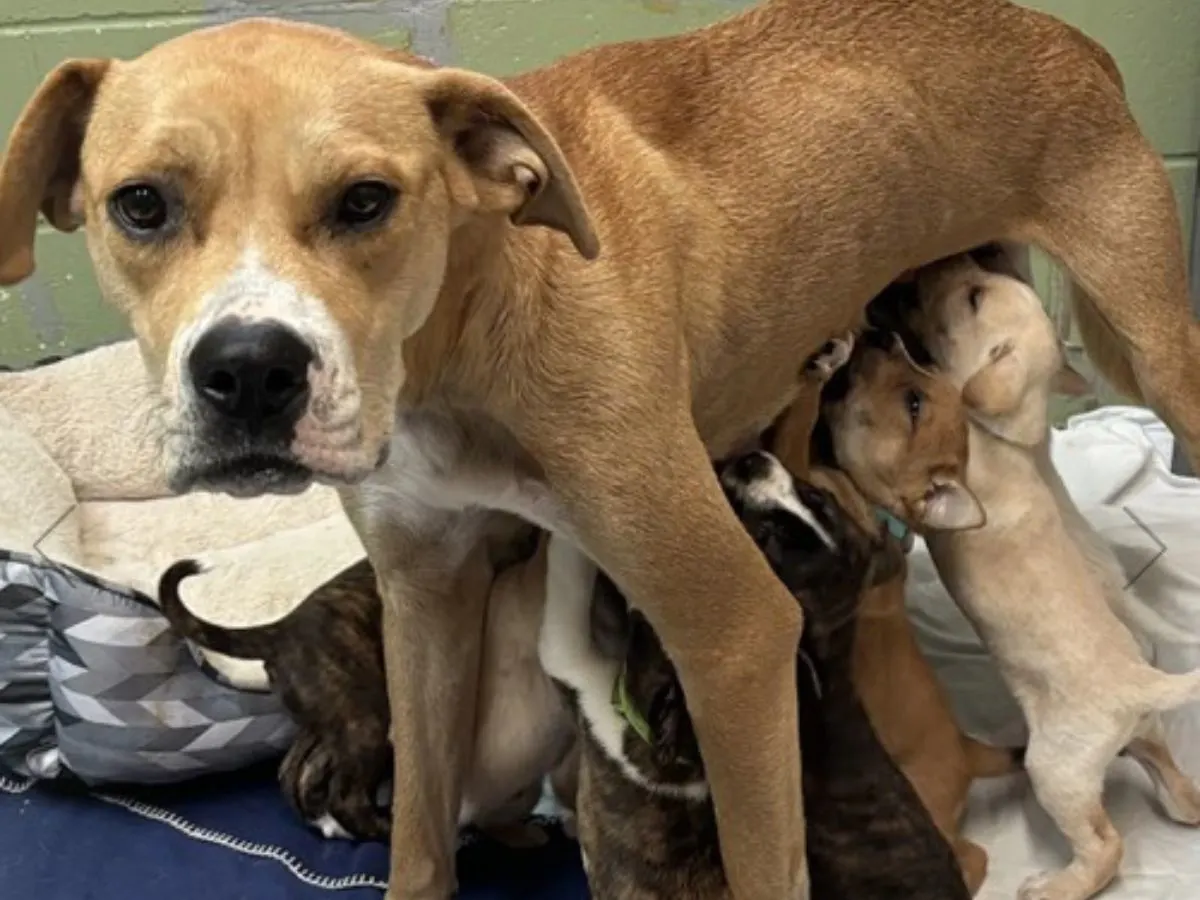 Mama Dogs Who Helped Each Other Raise 18 Pups Are Finally Looking For A Furever Home