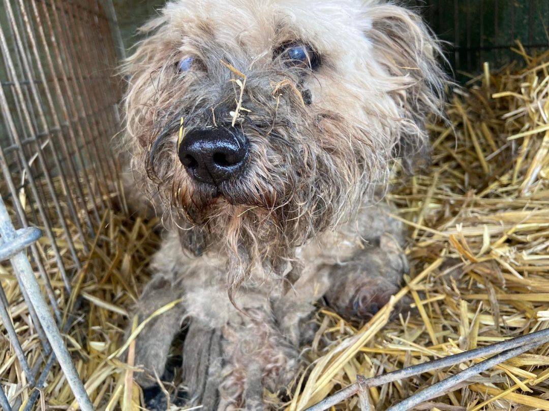 This Matted Dog Desperately Needed Help But Then Someone Amazing Came ...
