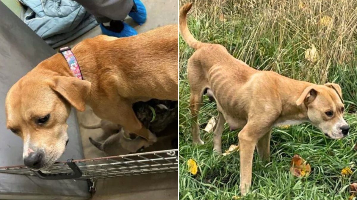 Mama Dogs Who Helped Each Other Raise 18 Pups Are Finally Looking For A ...