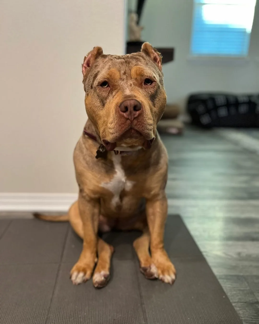 Starving American Bully Saved From A Backyard Breeder Is Now A 75-Pound ...