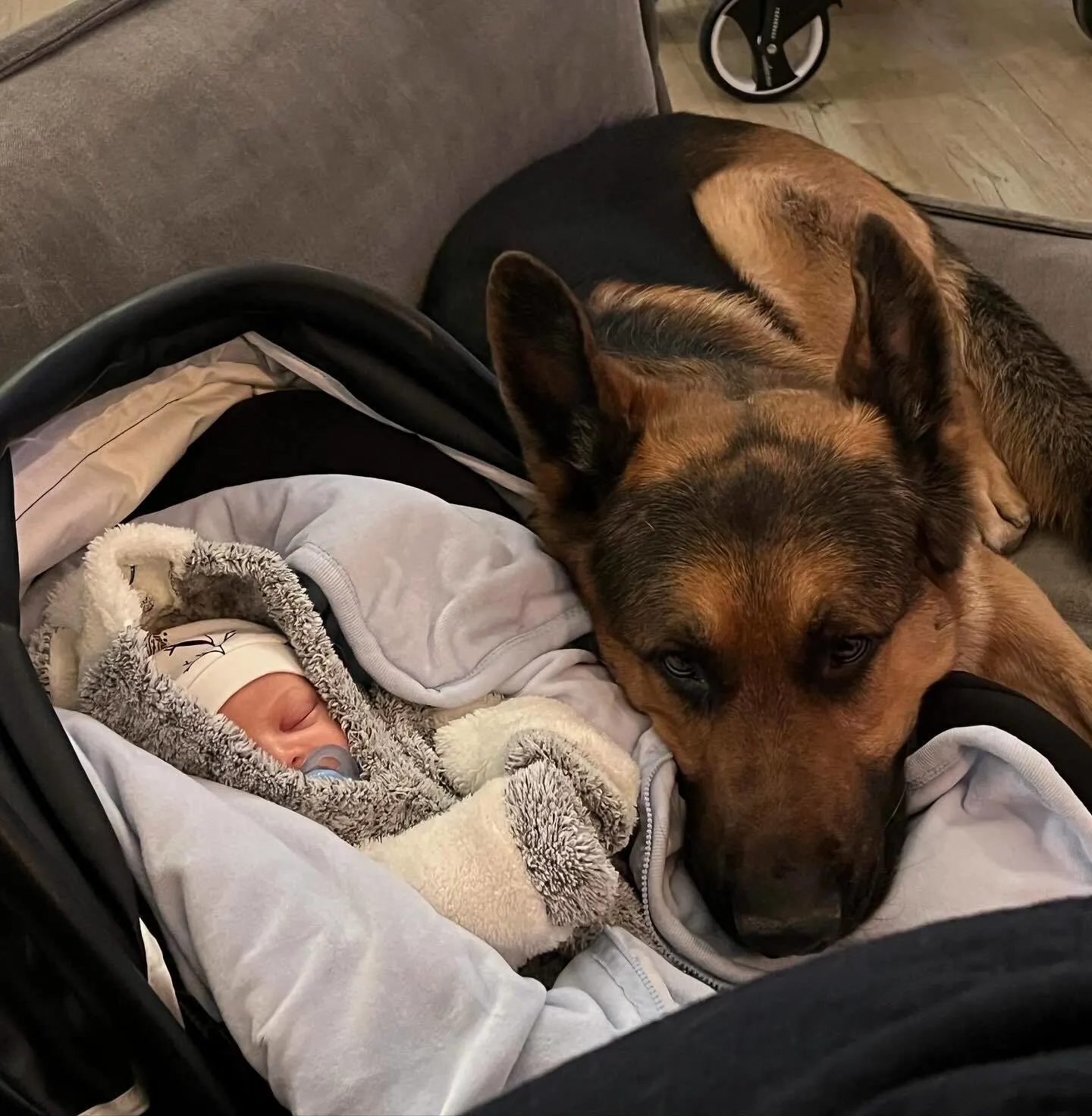 Giant German Shepherd Falls In Love With His Baby Brother And Becomes A ...