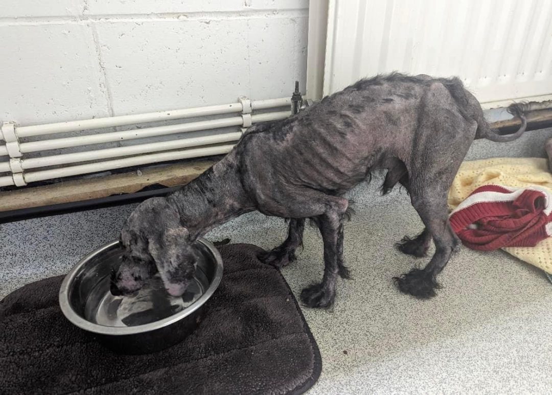 Two Sweet Dogs Rescued Together In A Horrible Condition Make A ...