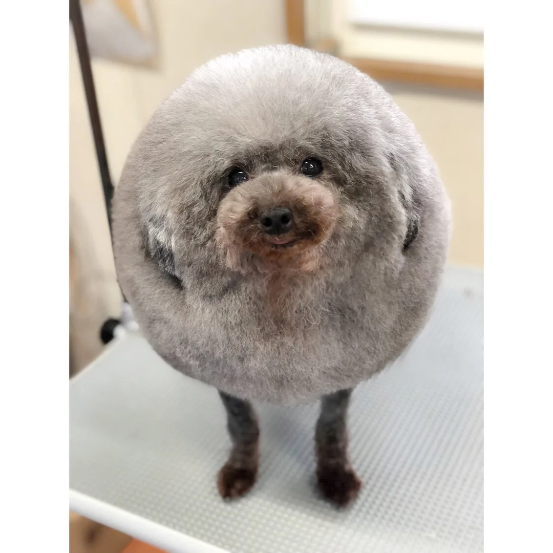 This Adorable Doggo Steals Everyone's Hearts With His Sheep-Like Appearance