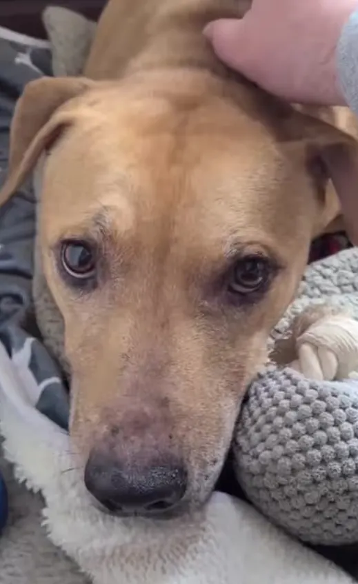 A Traumatized Rescue Dog Learns To Use His Beautiful Voice Again After ...