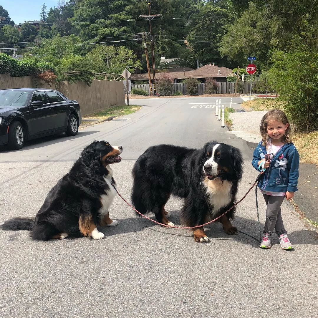 Giant Dogs And Their Little Hooman Sister Are Best Friends In The World