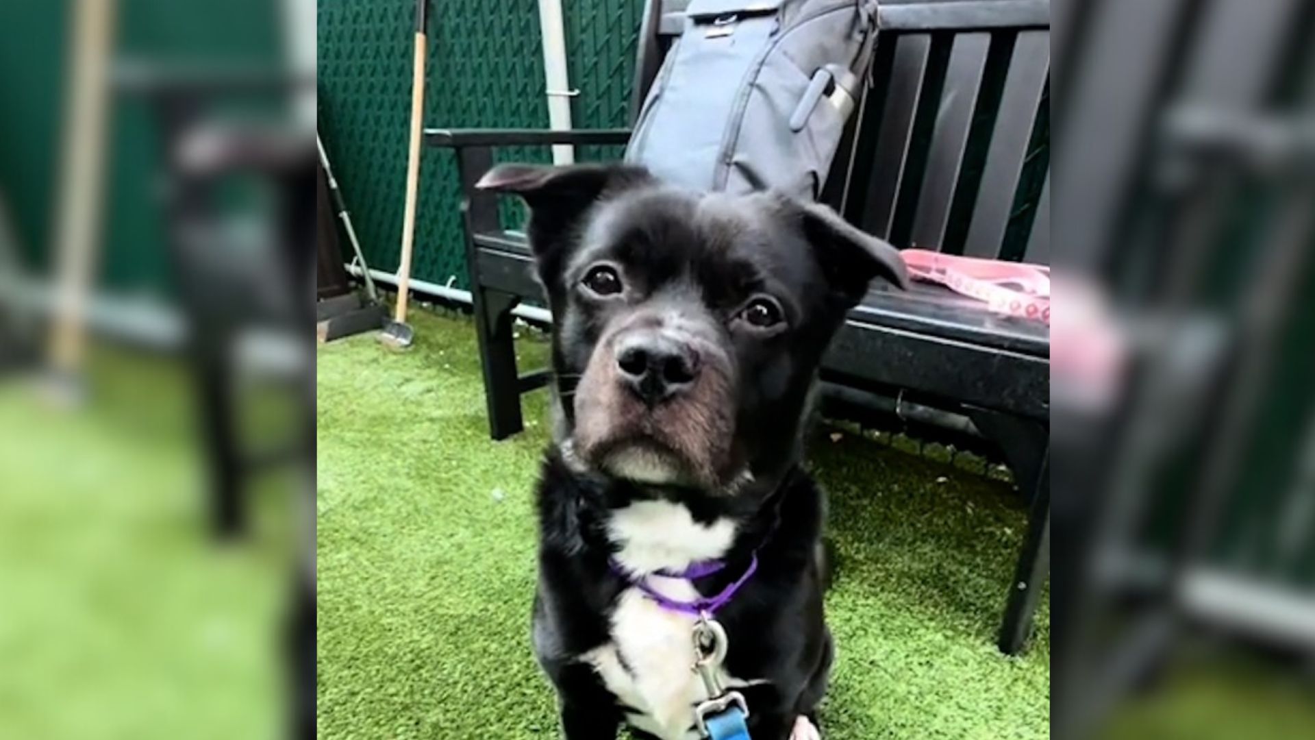 hu. Gorgeous 6-Year-Old Dog Relinquished to a NYC Shelter Through No ... hu. Gorgeous 6-Year-Old Dog Relinquished to a NYC Shelter Through No ...