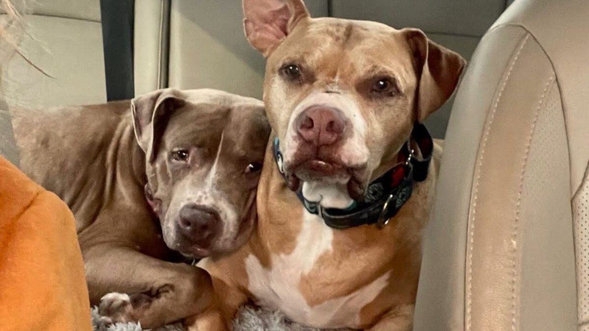 Witness How These 2 Dogs Comforted Each Other After Their Best Friend ...