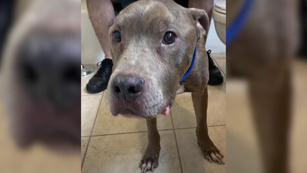 This Lost Pit Bull Was Missing For 8 Years Before Being Runited With ...
