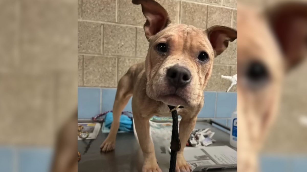 Neglected Dog Dumped In An Illinois Dumpster Now Lives The Life Of Her ...