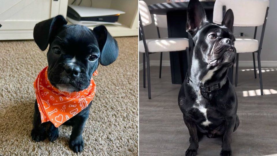 Arizona Owners Happy To Adopt A Small Frenchie Get A Shocking Surprise ...