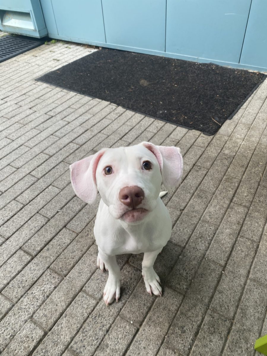Labrador Retriever Abandoned At The Shelter Due To Hearing Impairment ...