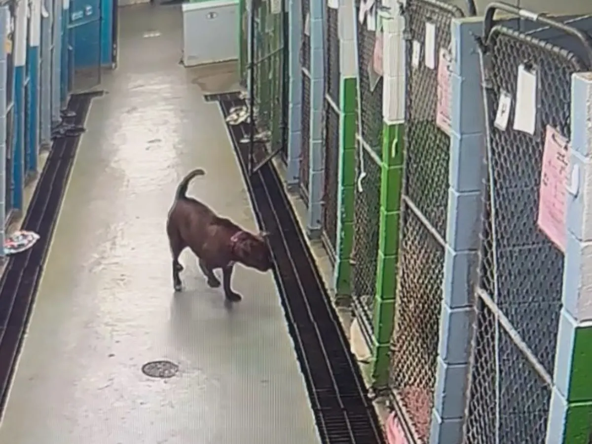 An Accidental "Jailbreak" Caught On Security Camera Led This Dog To A ...