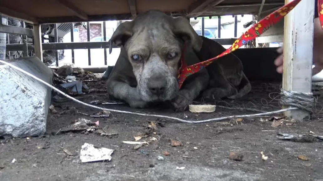 Senior Blind Pit Bull, Enduring A Lifetime Of Neglect And Suffering ...