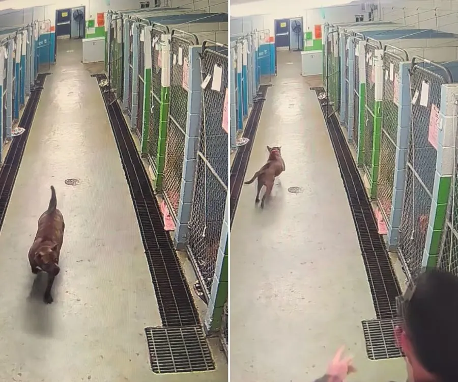 An Accidental "Jailbreak" Caught On Security Camera Led This Dog To A ...