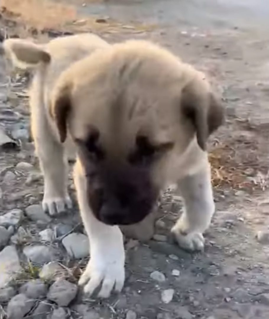 Abandoned Little Pup With A Broken Paw Was Desperately Crying Out For Help