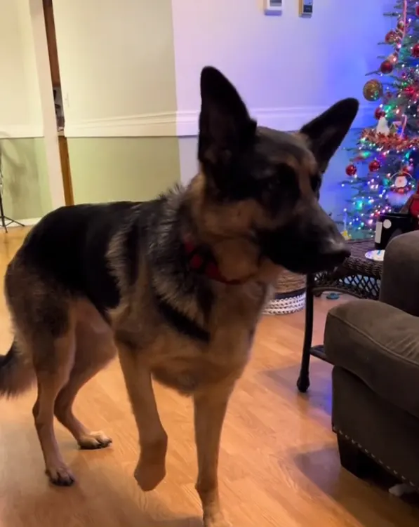 This German Shepherd Was So Delighted By His Amazing Christmas Surprise