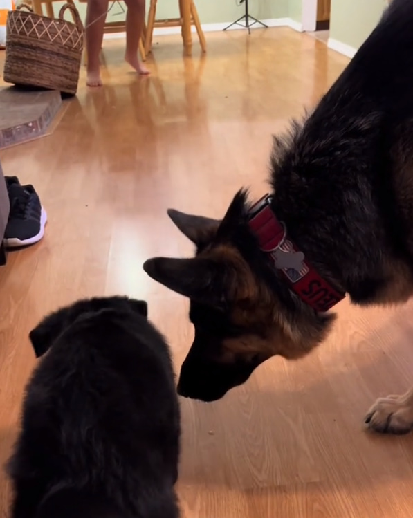 This German Shepherd Was So Delighted By His Amazing Christmas Surprise This German Shepherd Was So Delighted By His Amazing Christmas Surprise