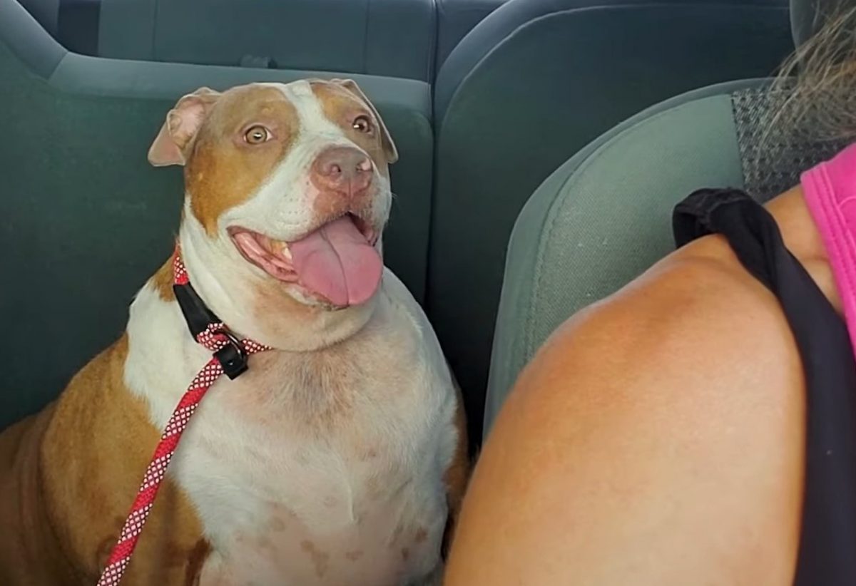 Obese Pit Bull Undergoes A Life-Changing Transformation
